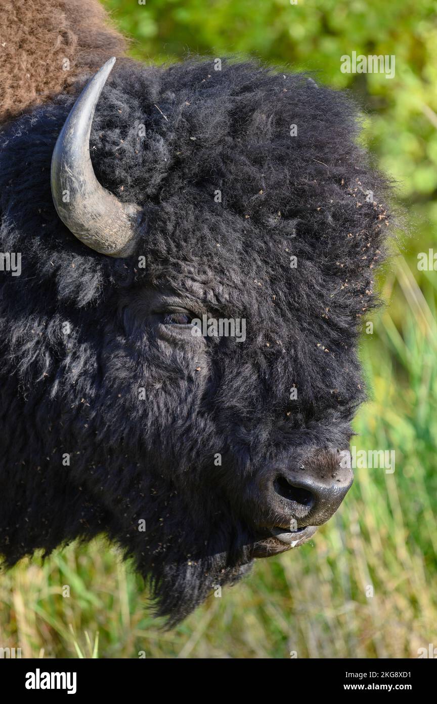 Wild Plains Bison in Autumn Forest, Elk Island National Park, Alberta ...