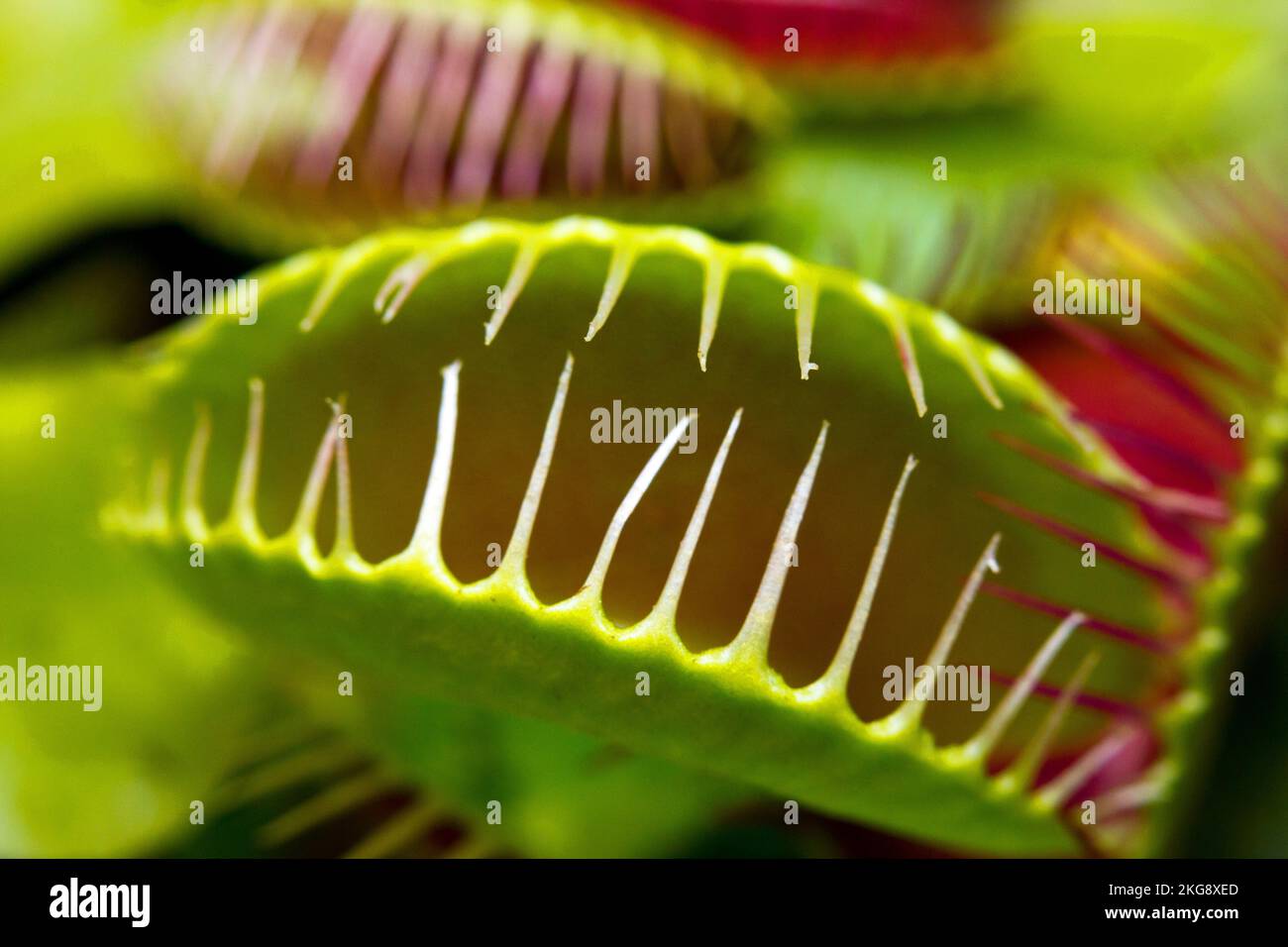 Close-up image of a carnivorous Venus flytrap Stock Photo - Alamy