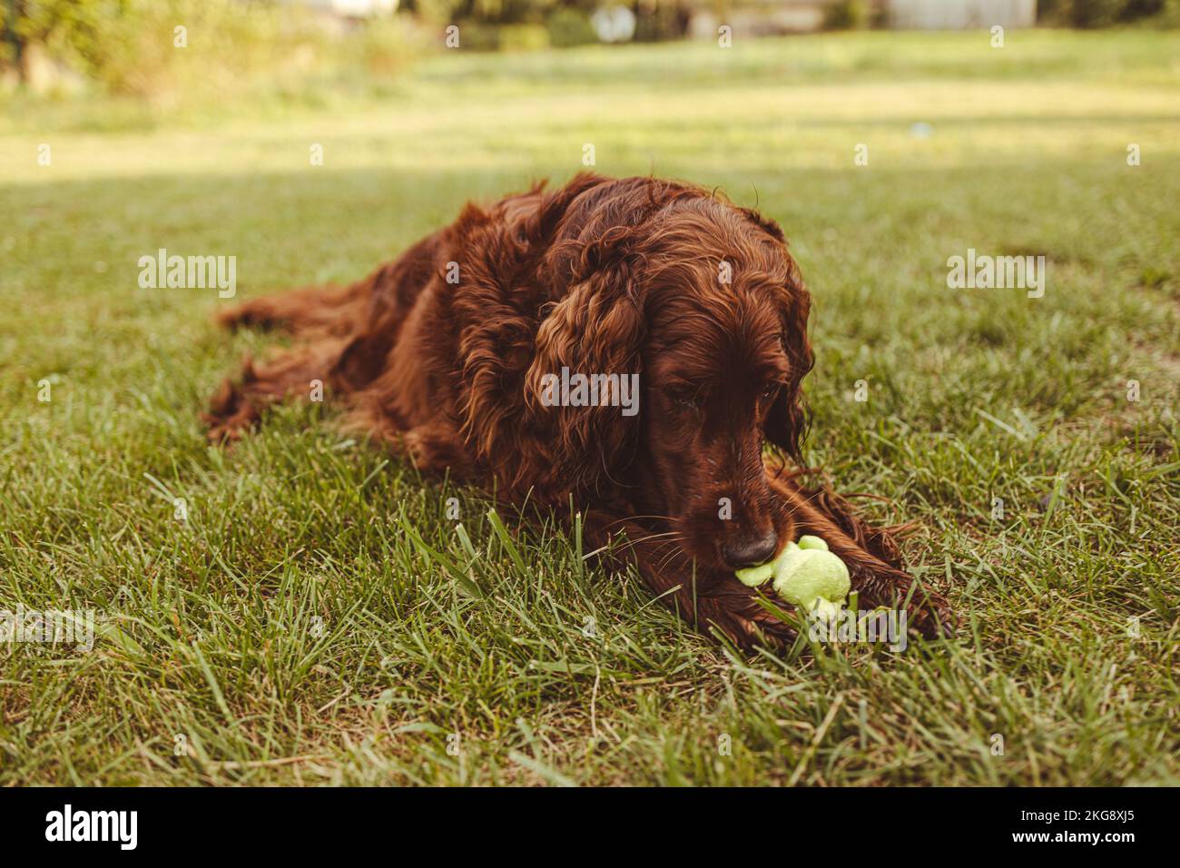 Happy Irish Setter dog playing at the park with toy on a green grass ...