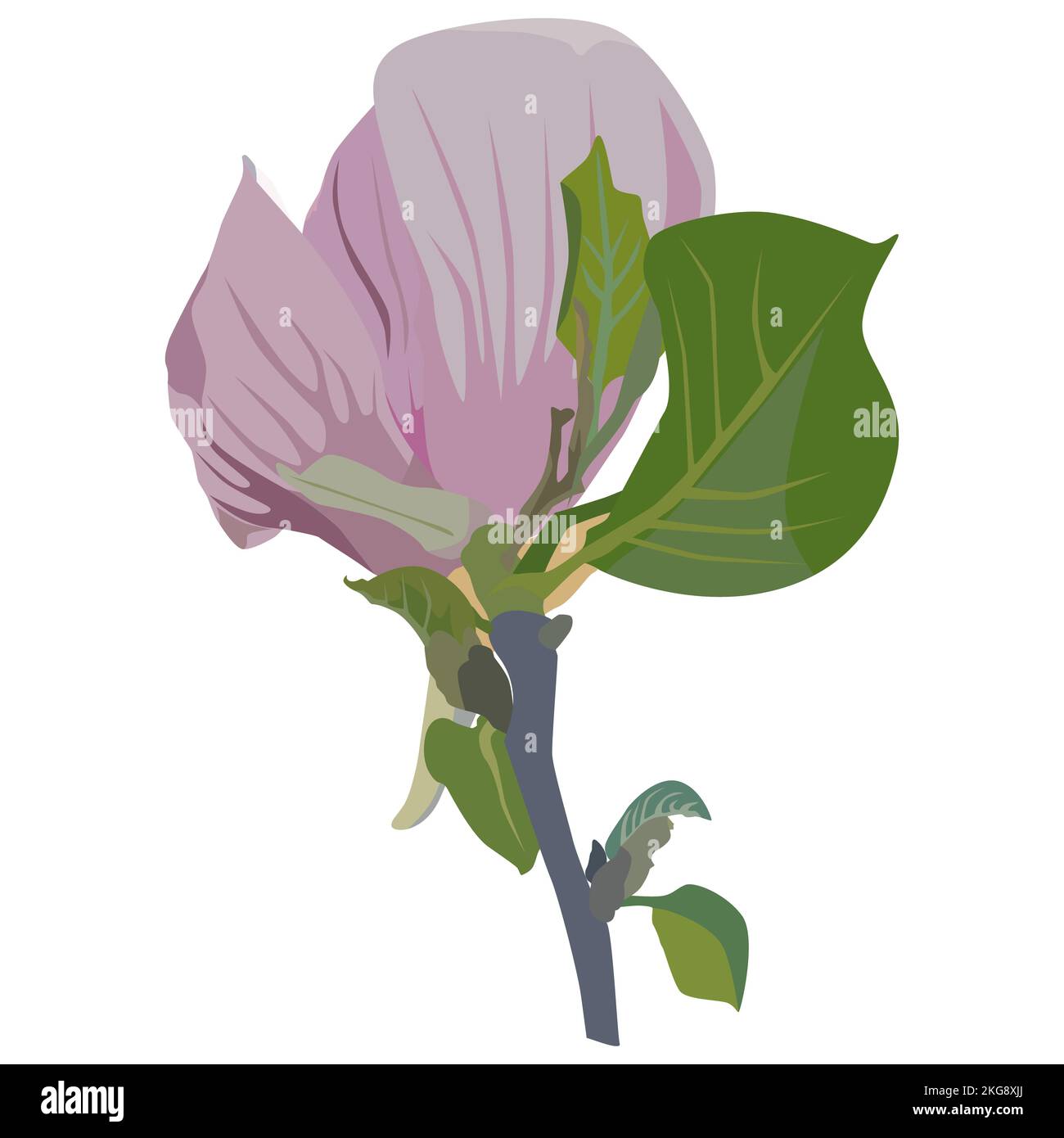 Beautiful magnolia tree flower. Flowering spring magnolia, vector ...