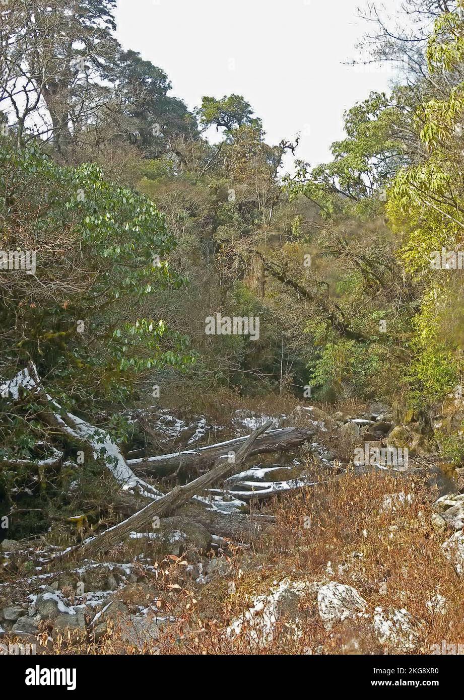 dry stream-bed in upland forest Eaglenest Wildlife Sanctuary, Arunachal ...