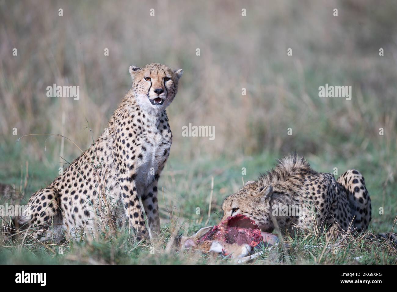 Cheetahs of Africa Stock Photo - Alamy