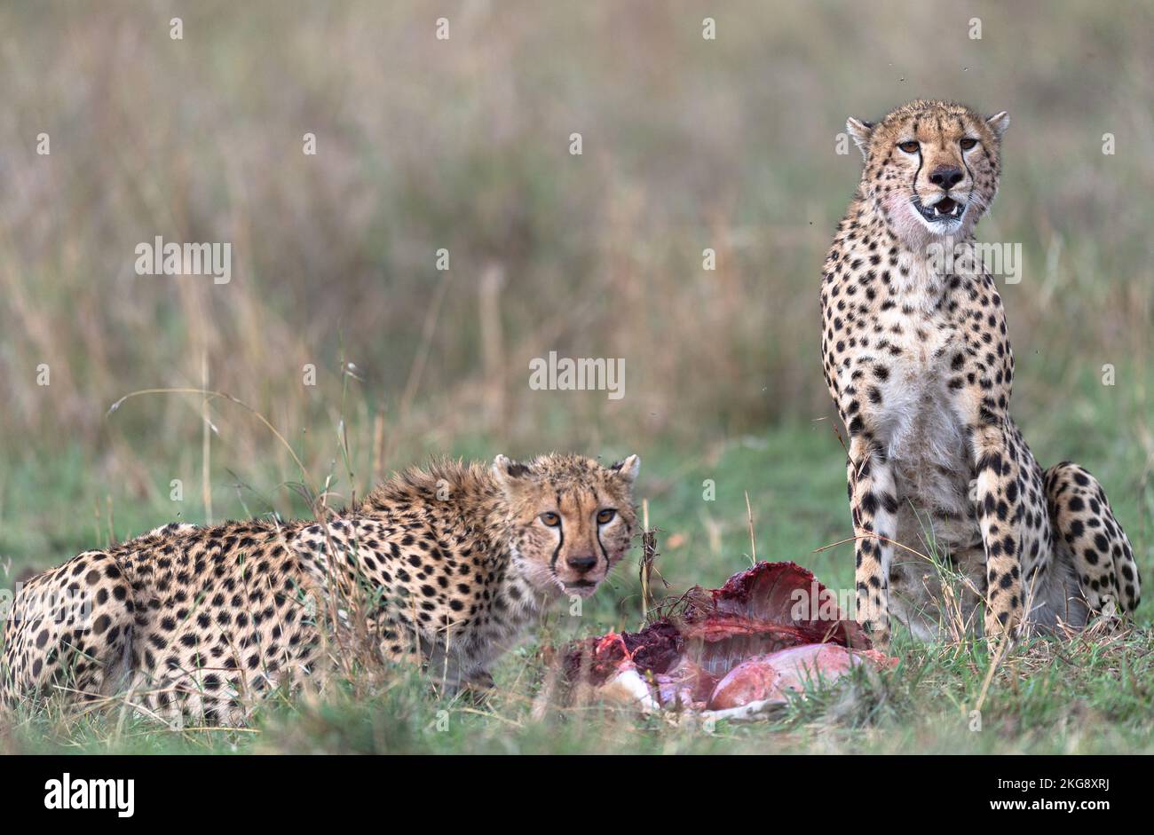 Cheetahs of Africa Stock Photo - Alamy