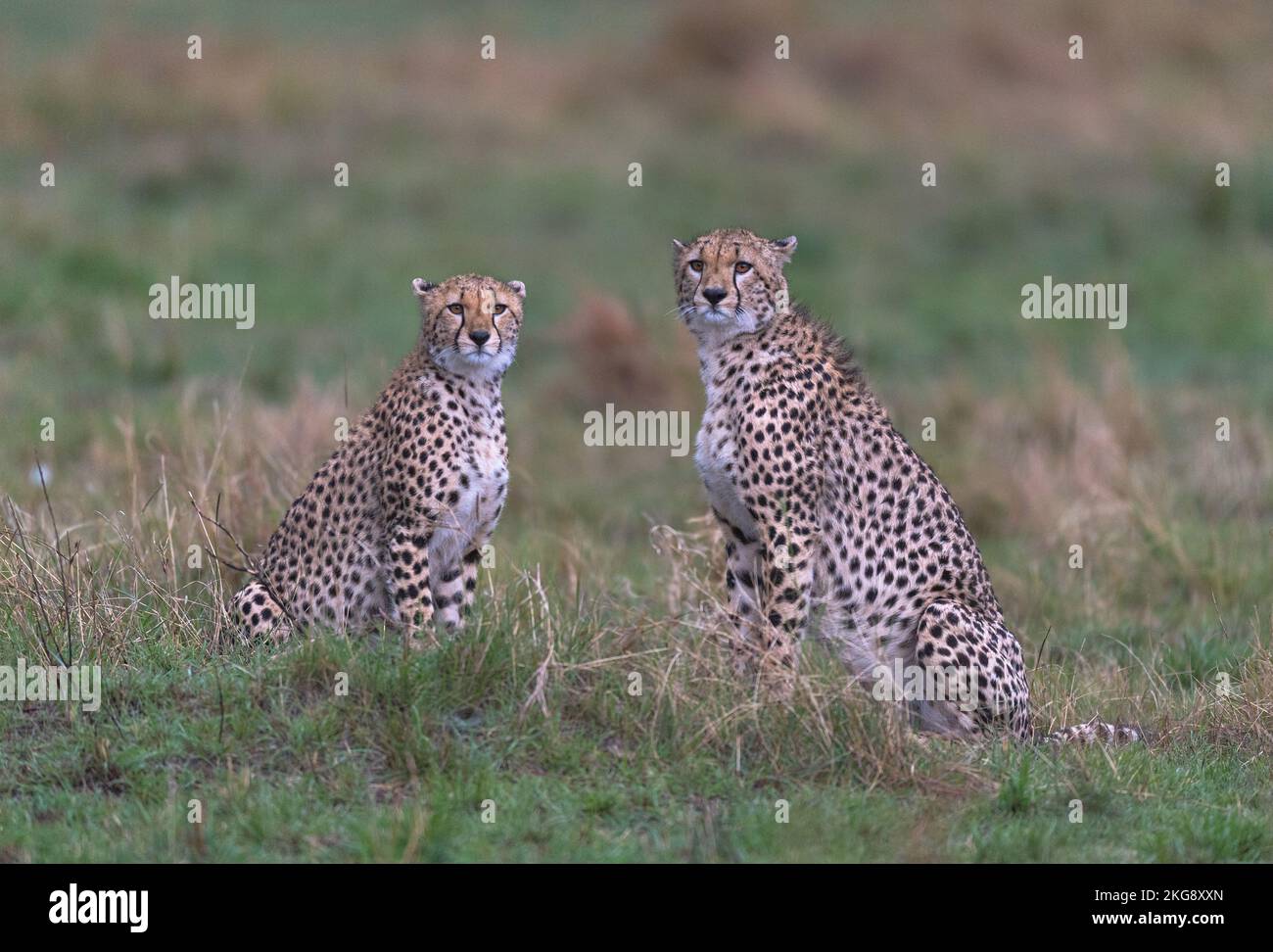 Cheetahs of Africa Stock Photo - Alamy