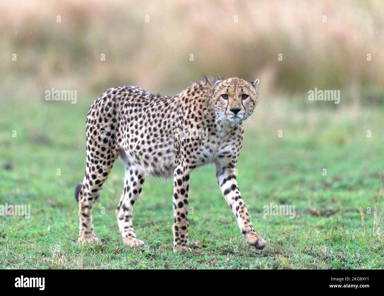 Cheetahs of Africa Stock Photo - Alamy