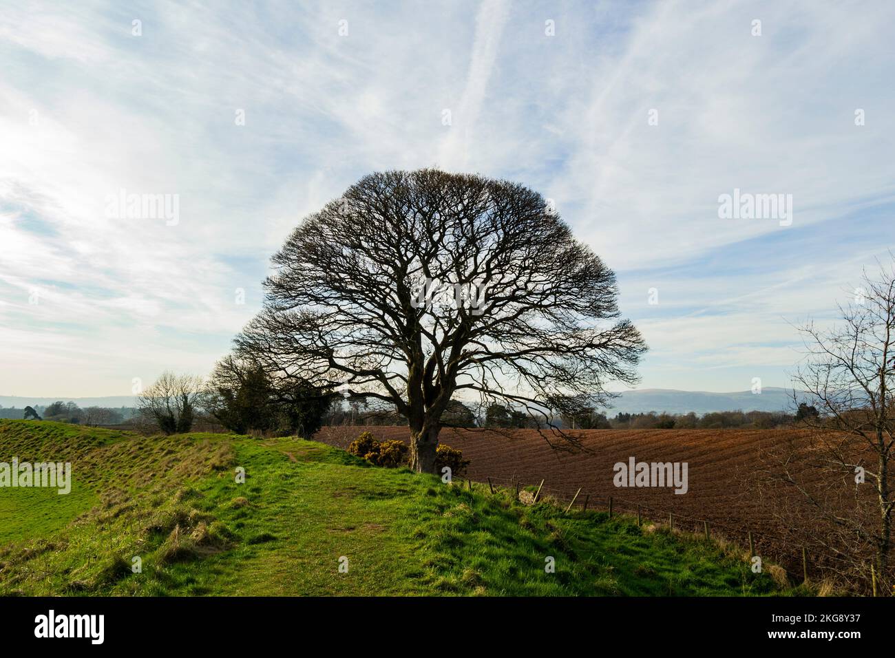 Big tree on the mound of the Giants Ring, Belfast, Northern Ireland ...