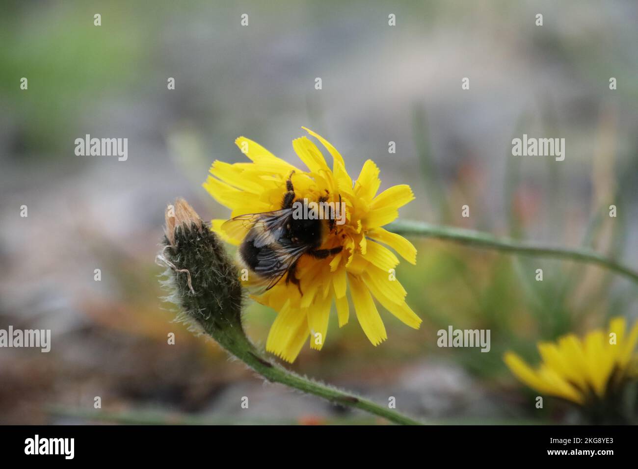A Buff-tailed bumblebee insect on a flower in the field Stock Photo - Alamy