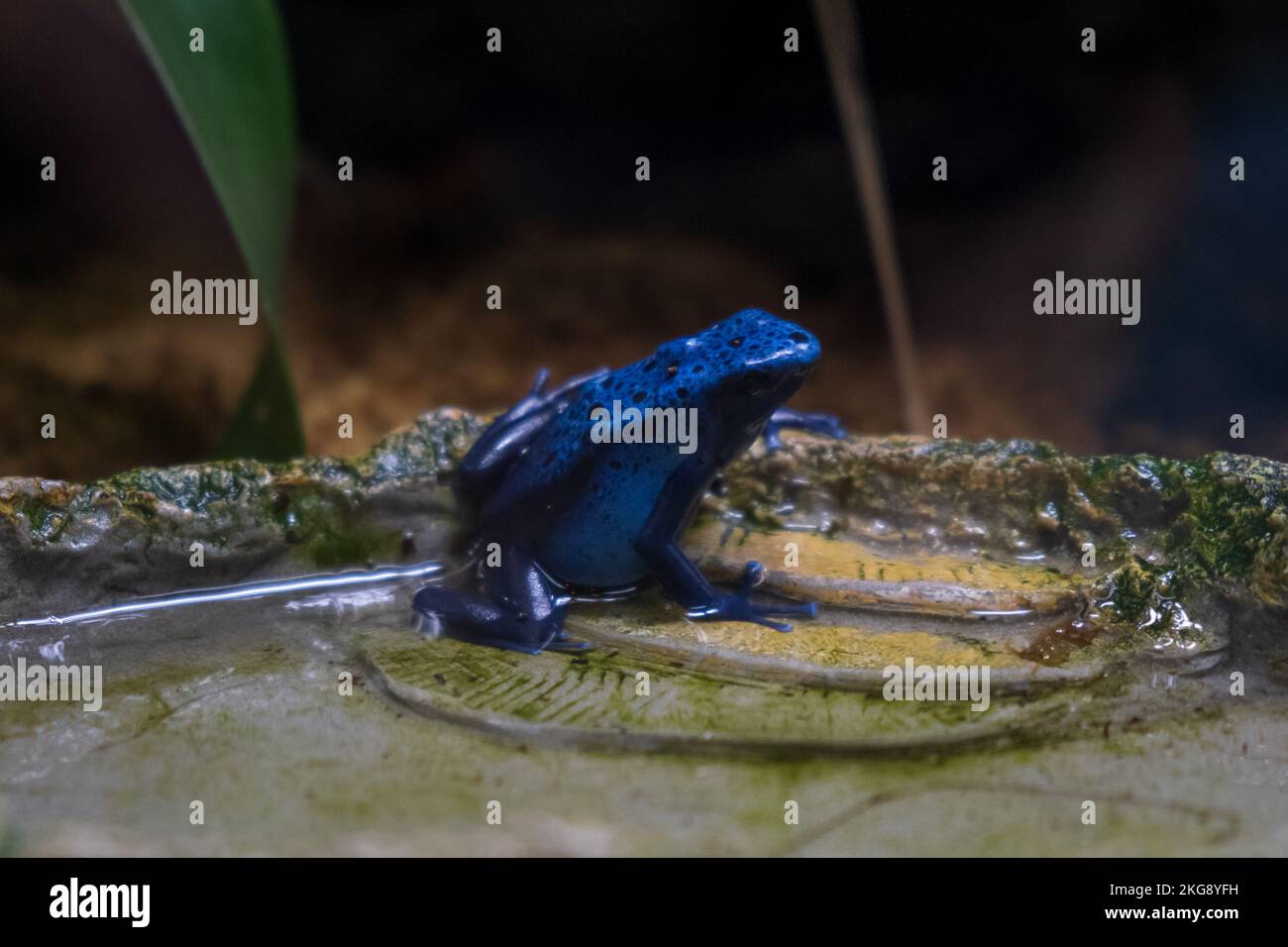 A closeup of a blue poison dart frog or blue poison arrow frog ...