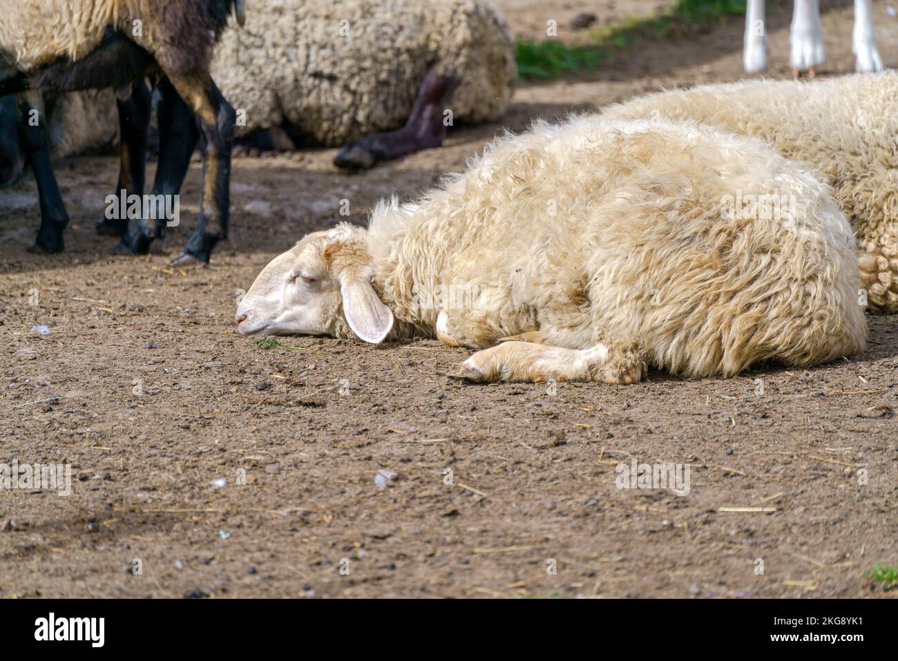 A sad sheep lying on the ground Stock Photo - Alamy