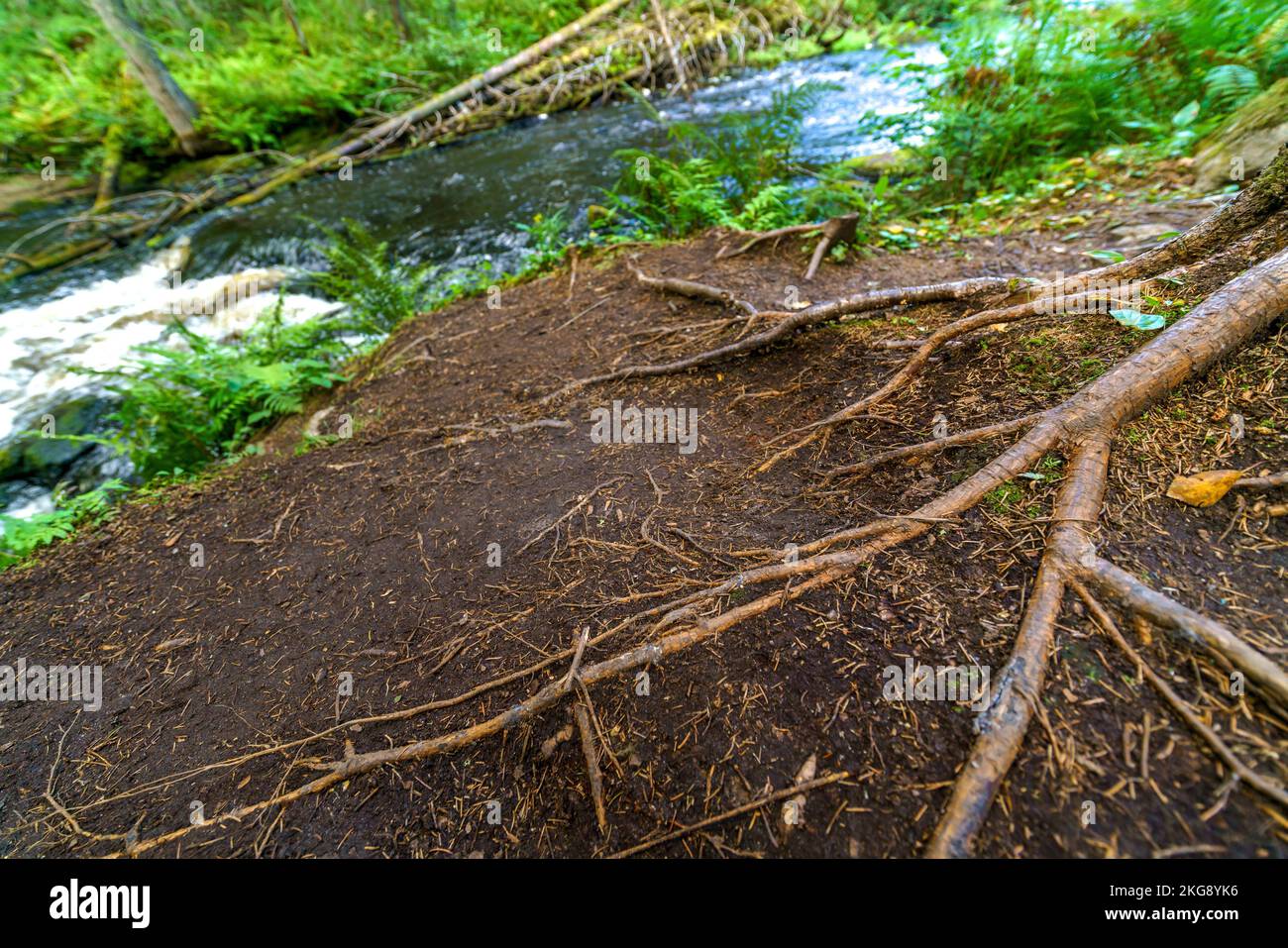 A selective of tree roots in forest soil Stock Photo - Alamy