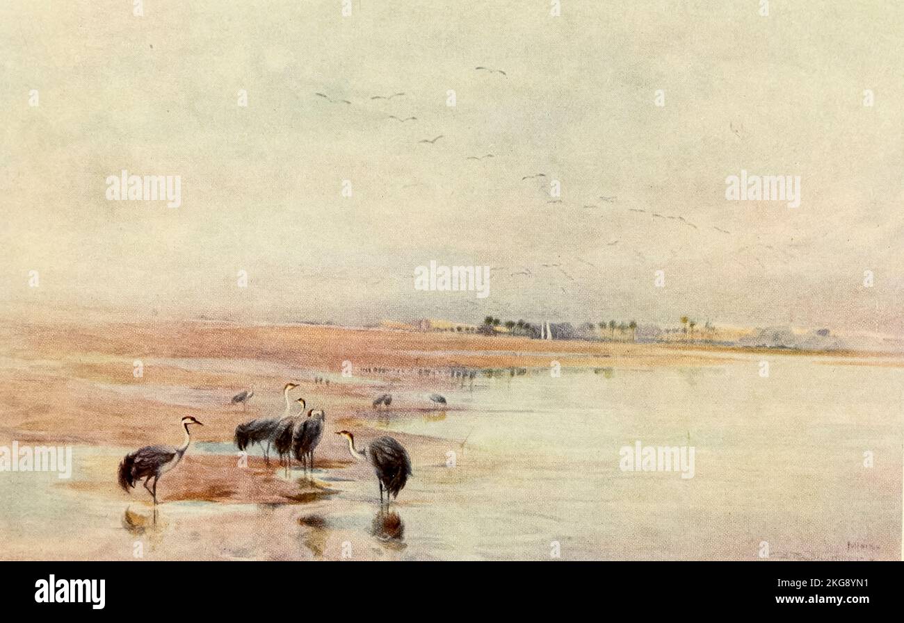 River nile birds hi-res stock photography and images - Alamy