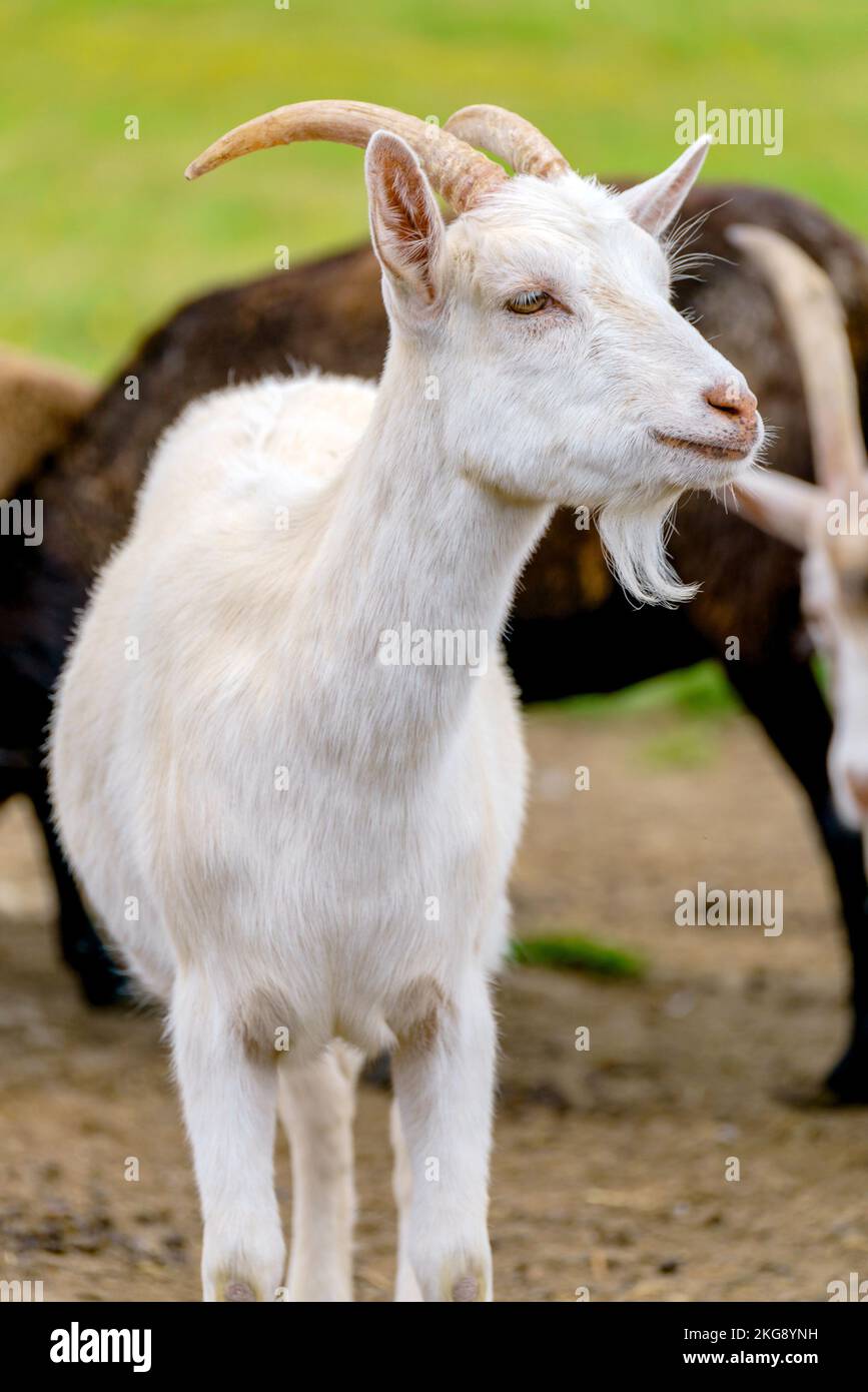A selective of a beautiful white goat Stock Photo - Alamy