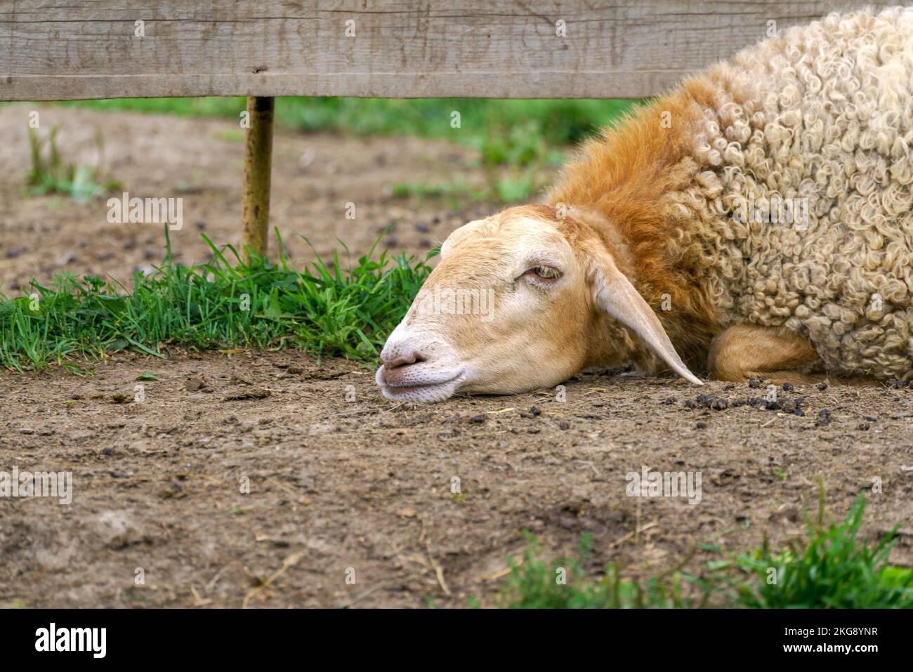 A sad sheep lying on the ground Stock Photo - Alamy