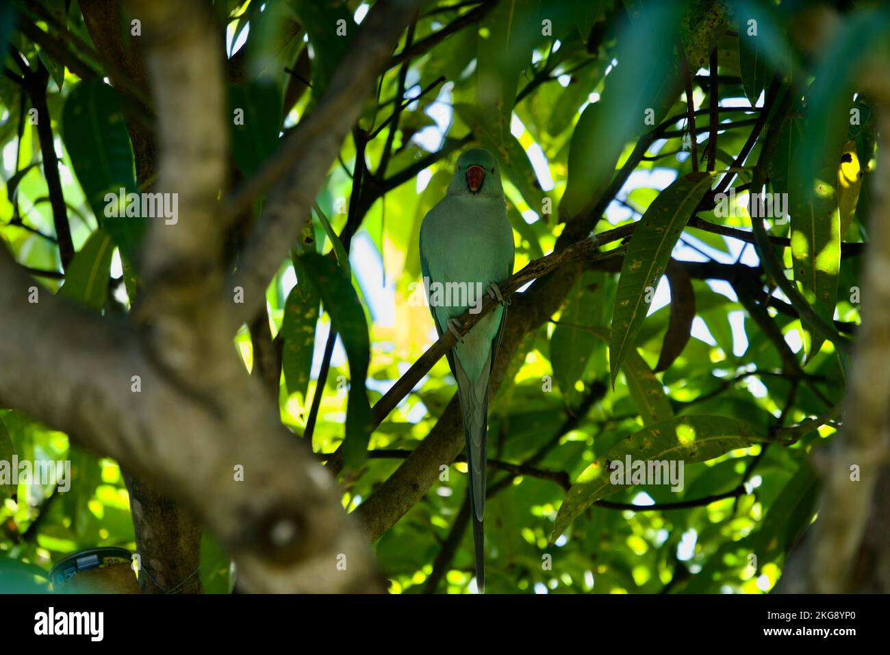 A selective focus shot of a Parakeet bird sitting in a tree Stock Photo ...