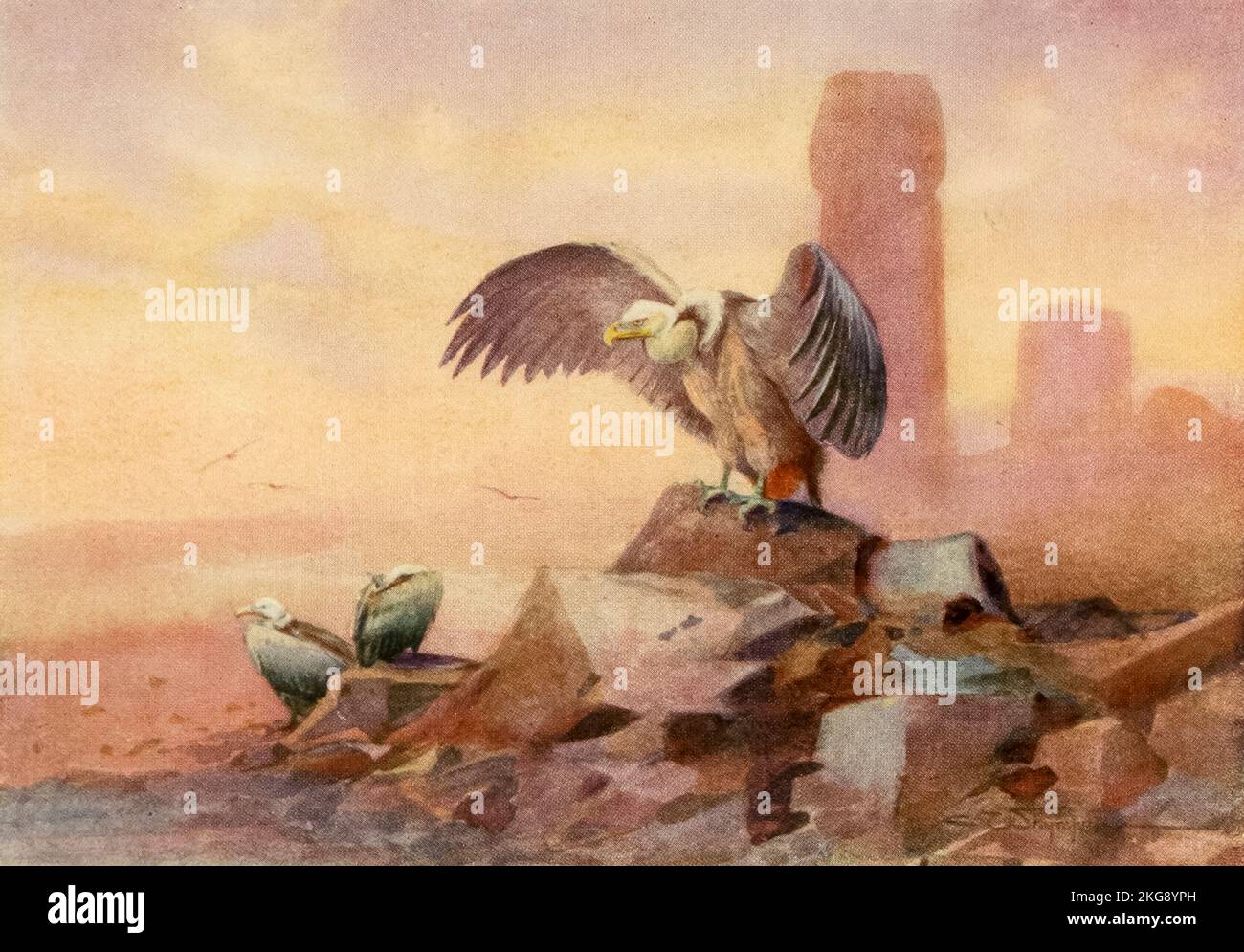Egyptian vulture picture hi-res stock photography and images - Alamy