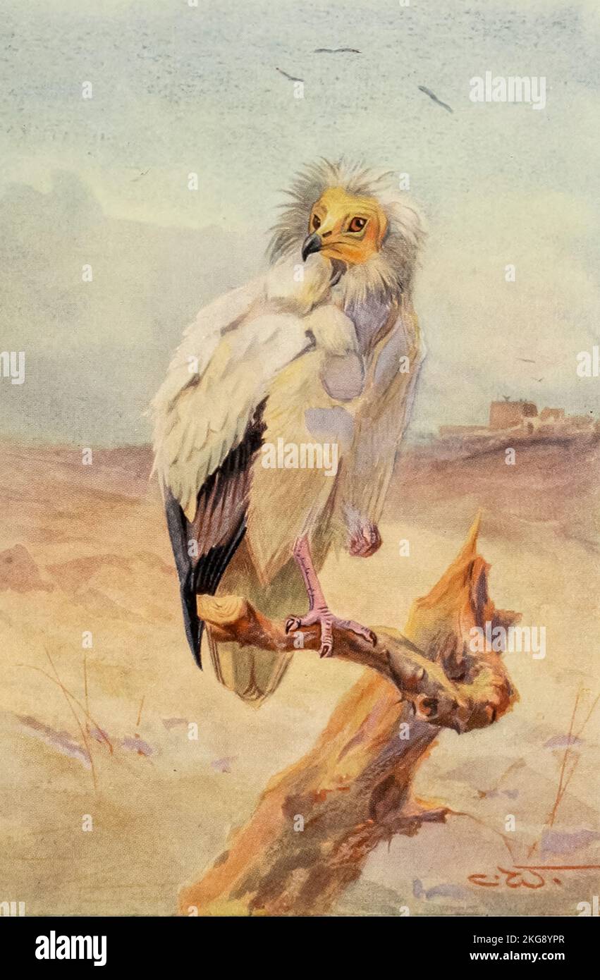 The Egyptian vulture (Neophron percnopterus), also called the white ...
