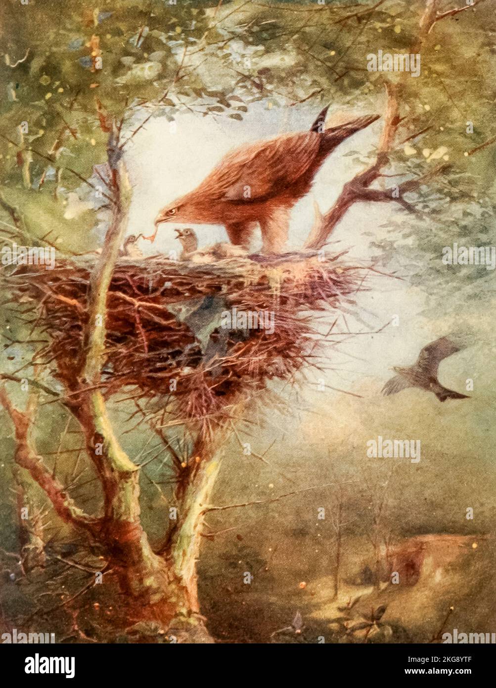 Kite painting hi-res stock photography and images - Alamy