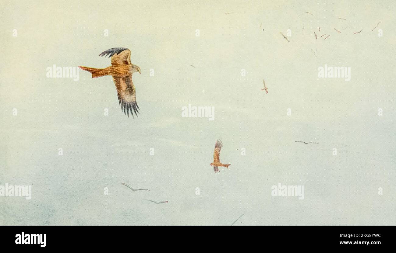 C kites hi-res stock photography and images - Alamy