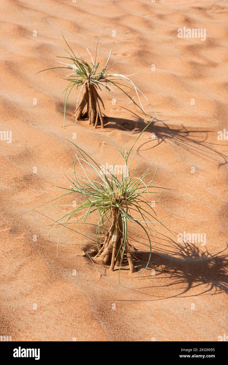 Saudia arab hi-res stock photography and images - Alamy