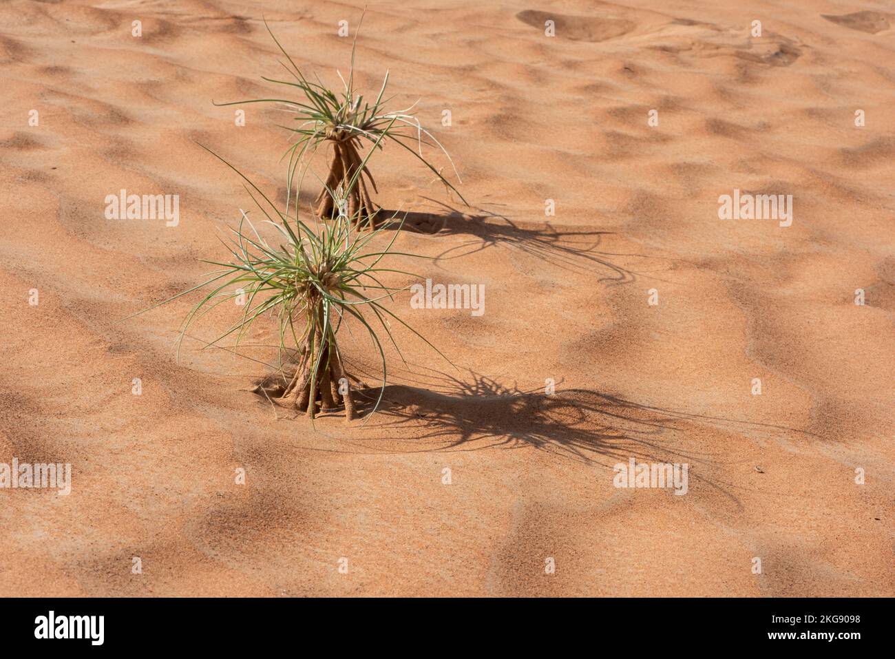 Green plant growing in the sand dune, desert of the United Arab ...
