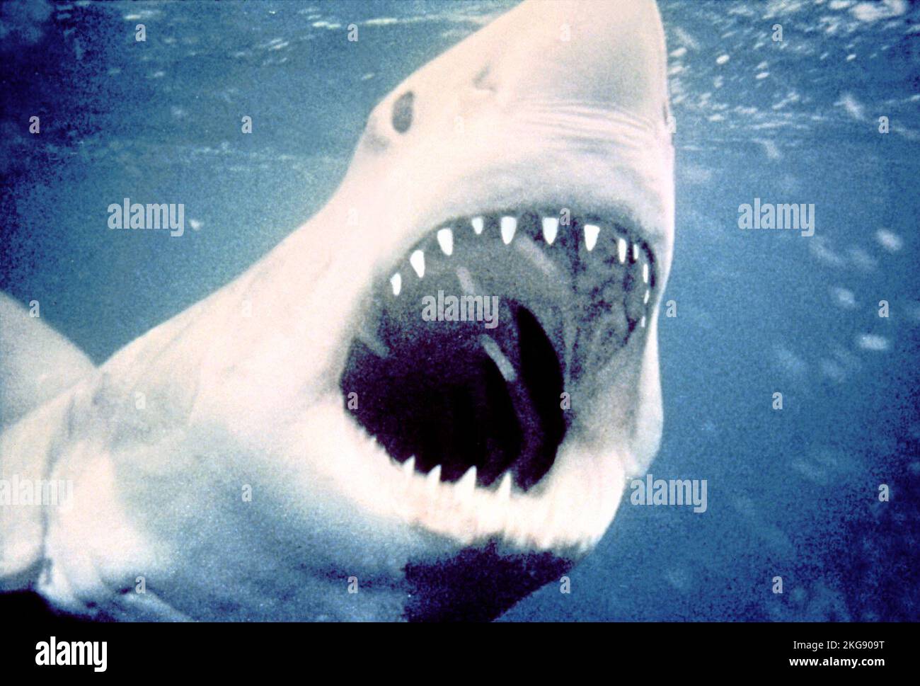 Jaws movie hi-res stock photography and images - Alamy