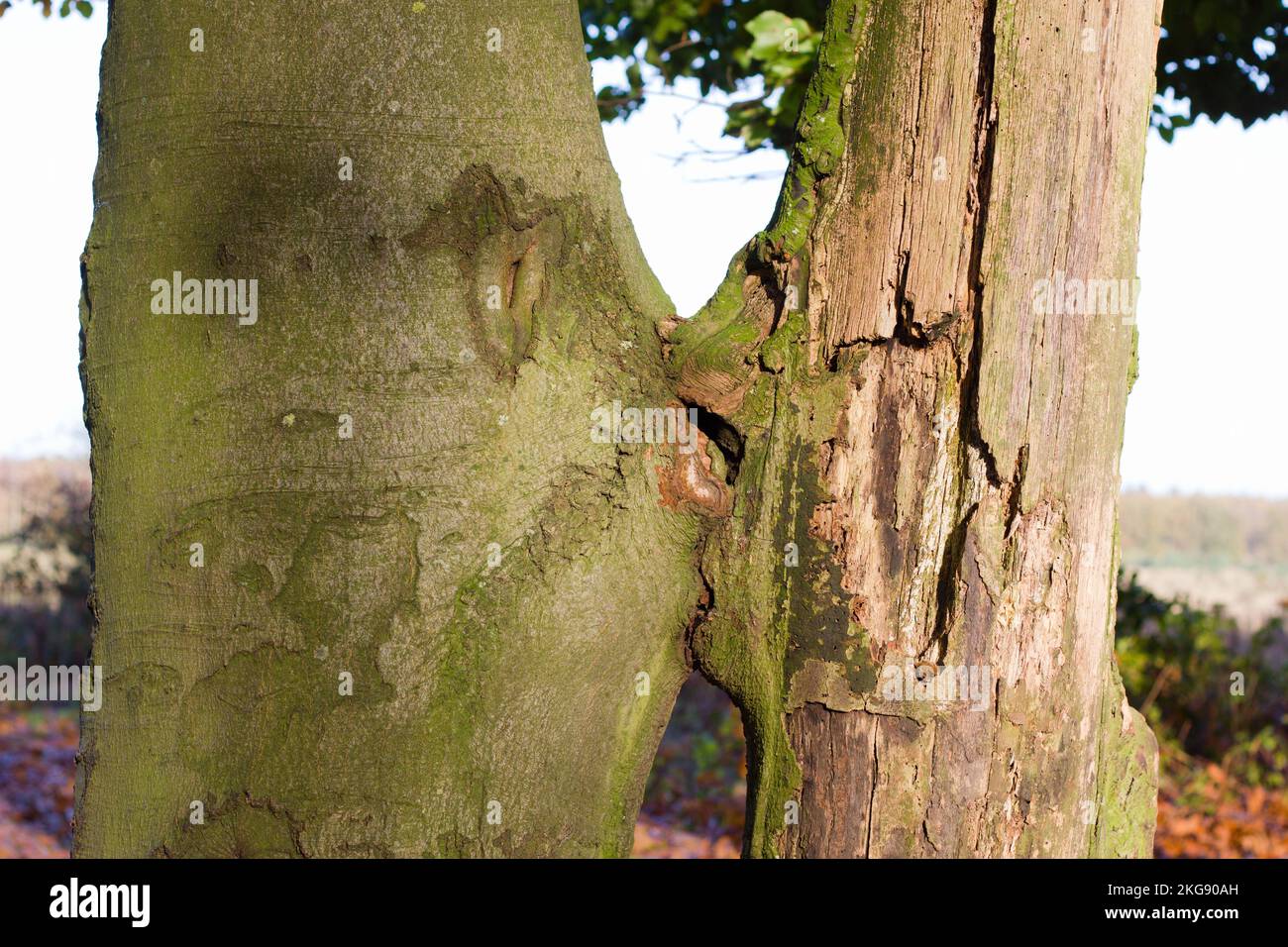 Trees appear to kiss eachother in a forest Stock Photo - Alamy