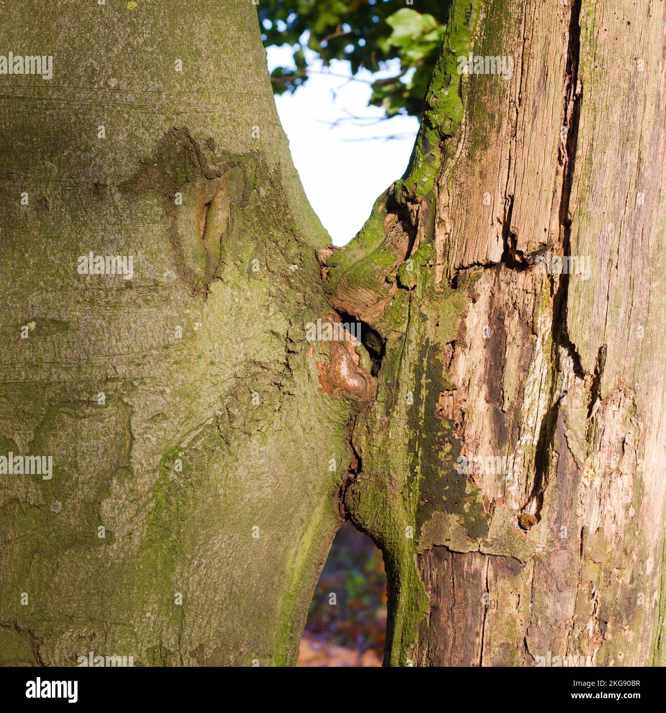 Trees appear to kiss eachother in a forest Stock Photo - Alamy