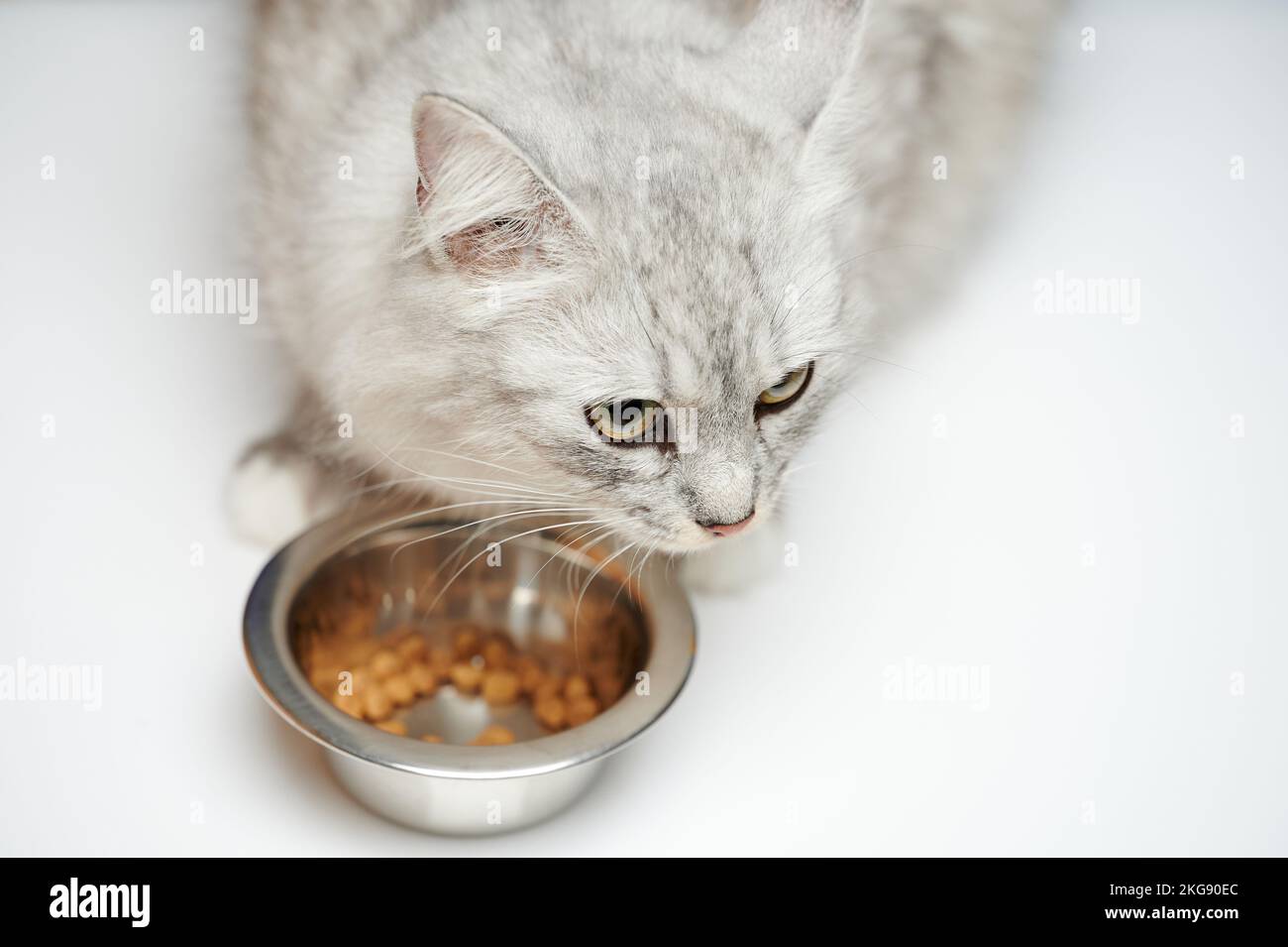 Hungry cat next to metal plate isolated on studio background Stock ...