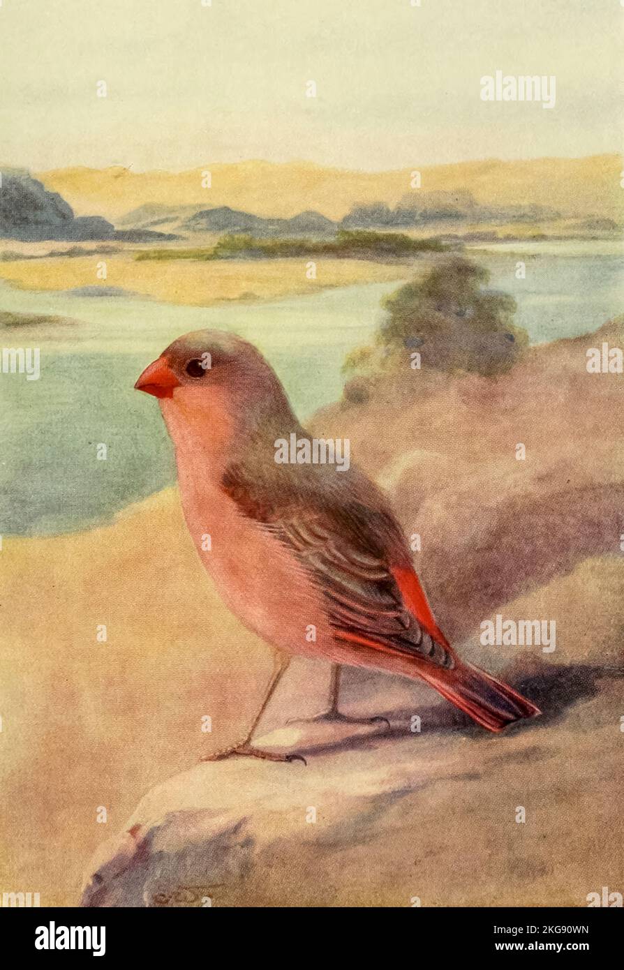 Desert bullfinch hi-res stock photography and images - Alamy