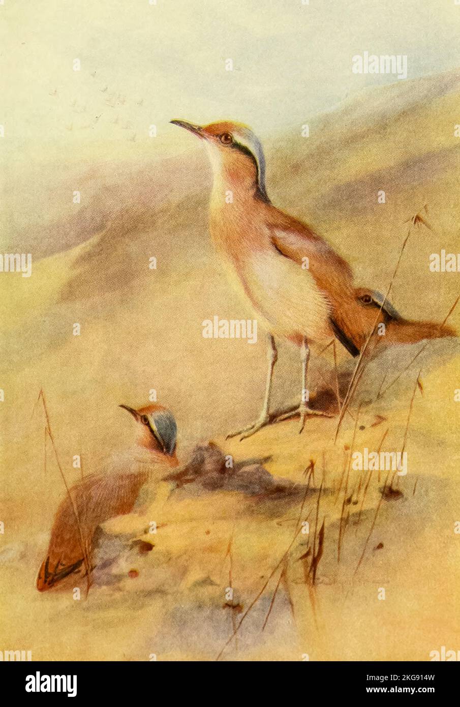 cream-colored courser (Cursorius cursor) is a wader in the pratincole ...