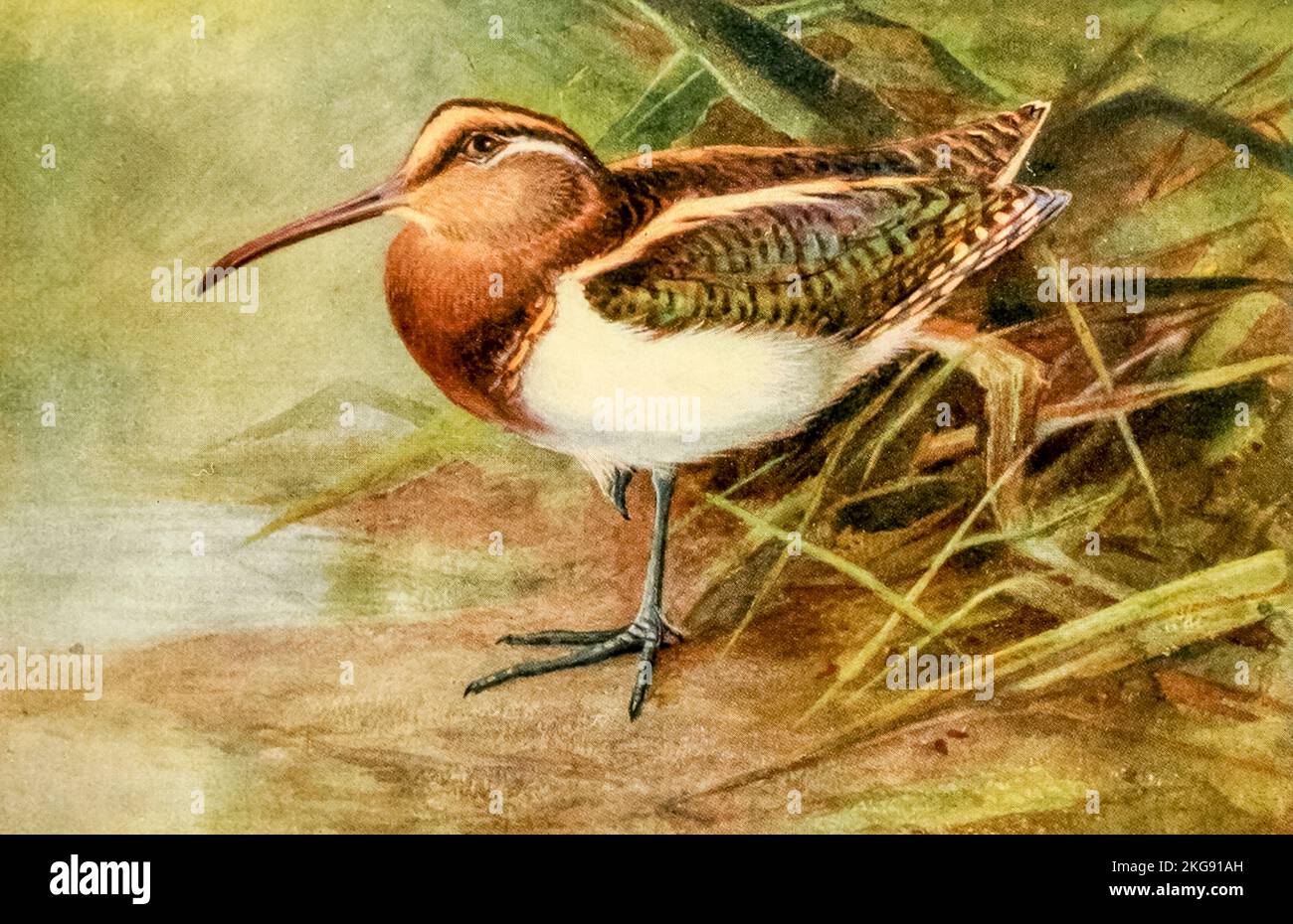 The Rostratulidae, commonly known as the painted-snipes, are a family ...