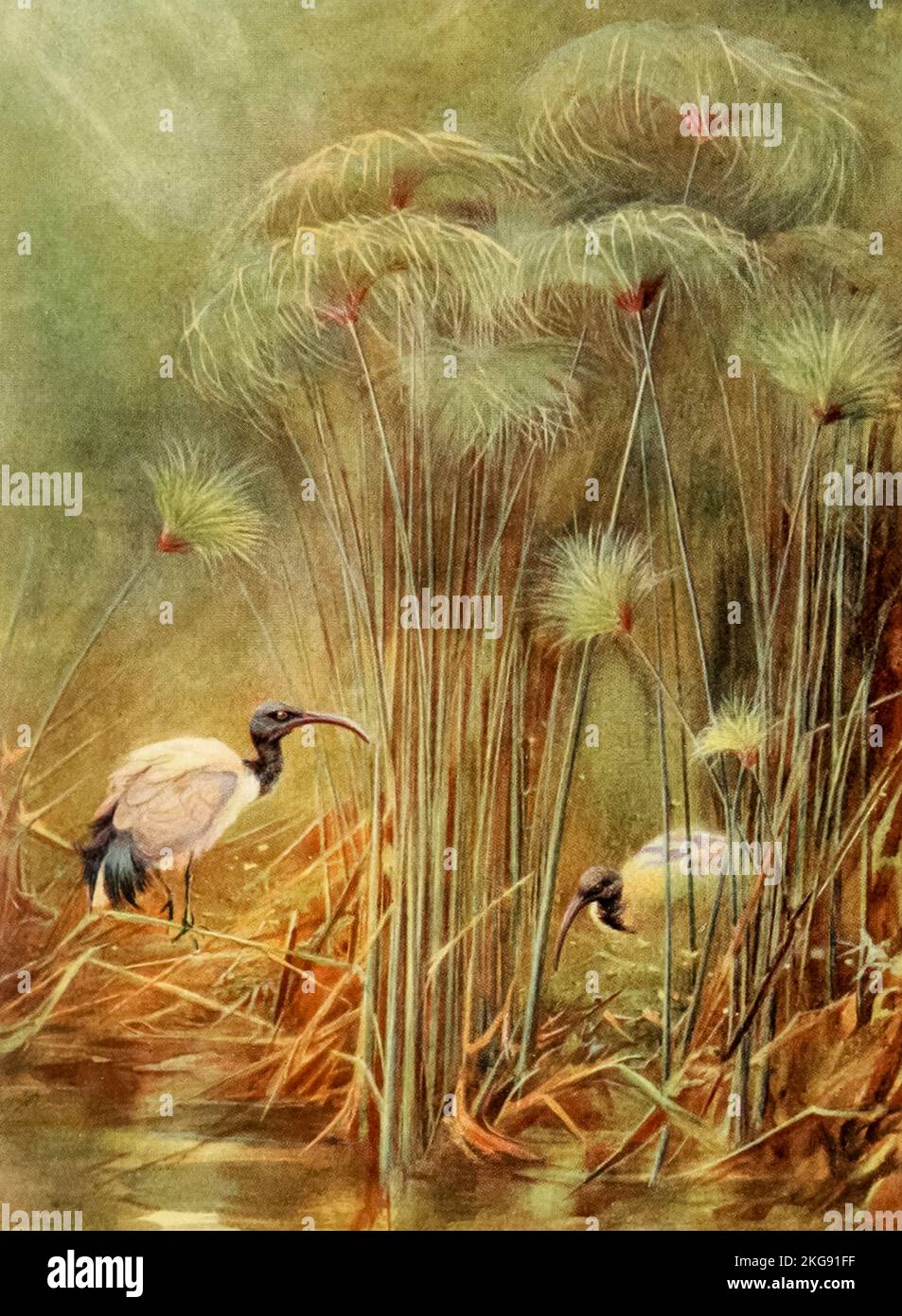 Egyptian papyrus birds hi-res stock photography and images - Alamy