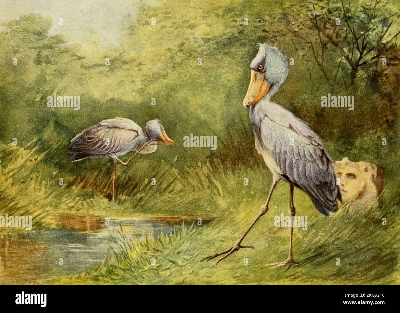 Whalebill whale headed stork shoe billed stork hi-res stock photography ...