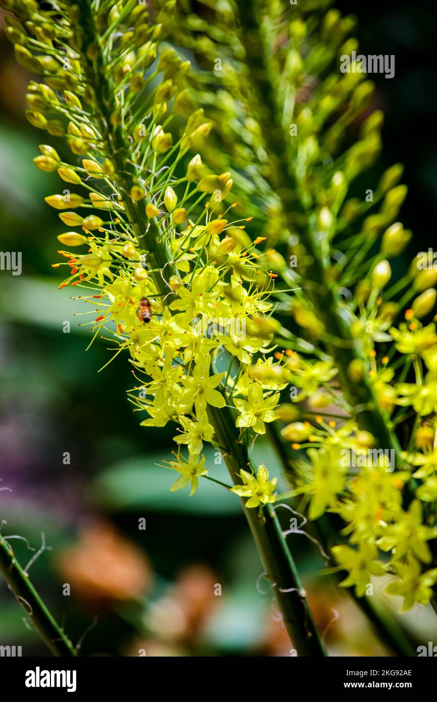 Closeup detail of Narrow leaved foxtail lily (Eremurus stenophyllus ...