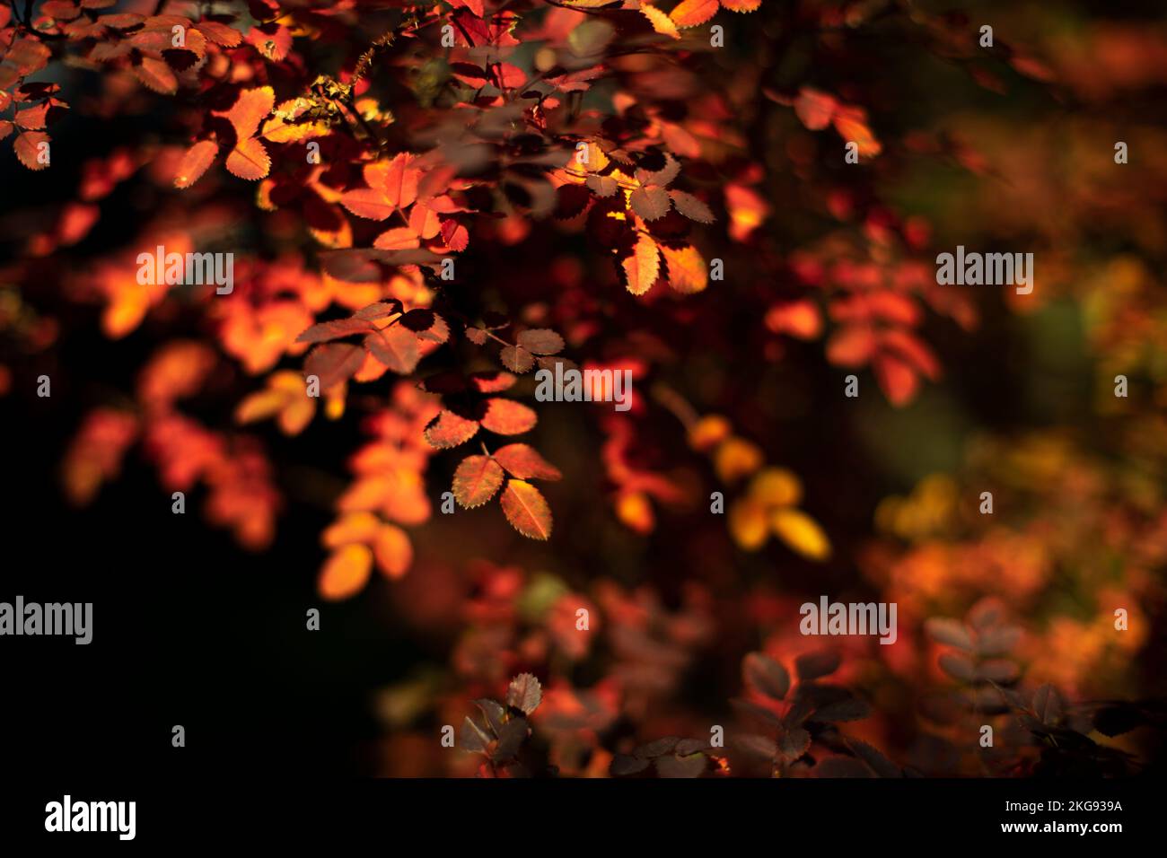 Red leaves in autumn. Autumn colors in nature. Small leaves on shrub ...