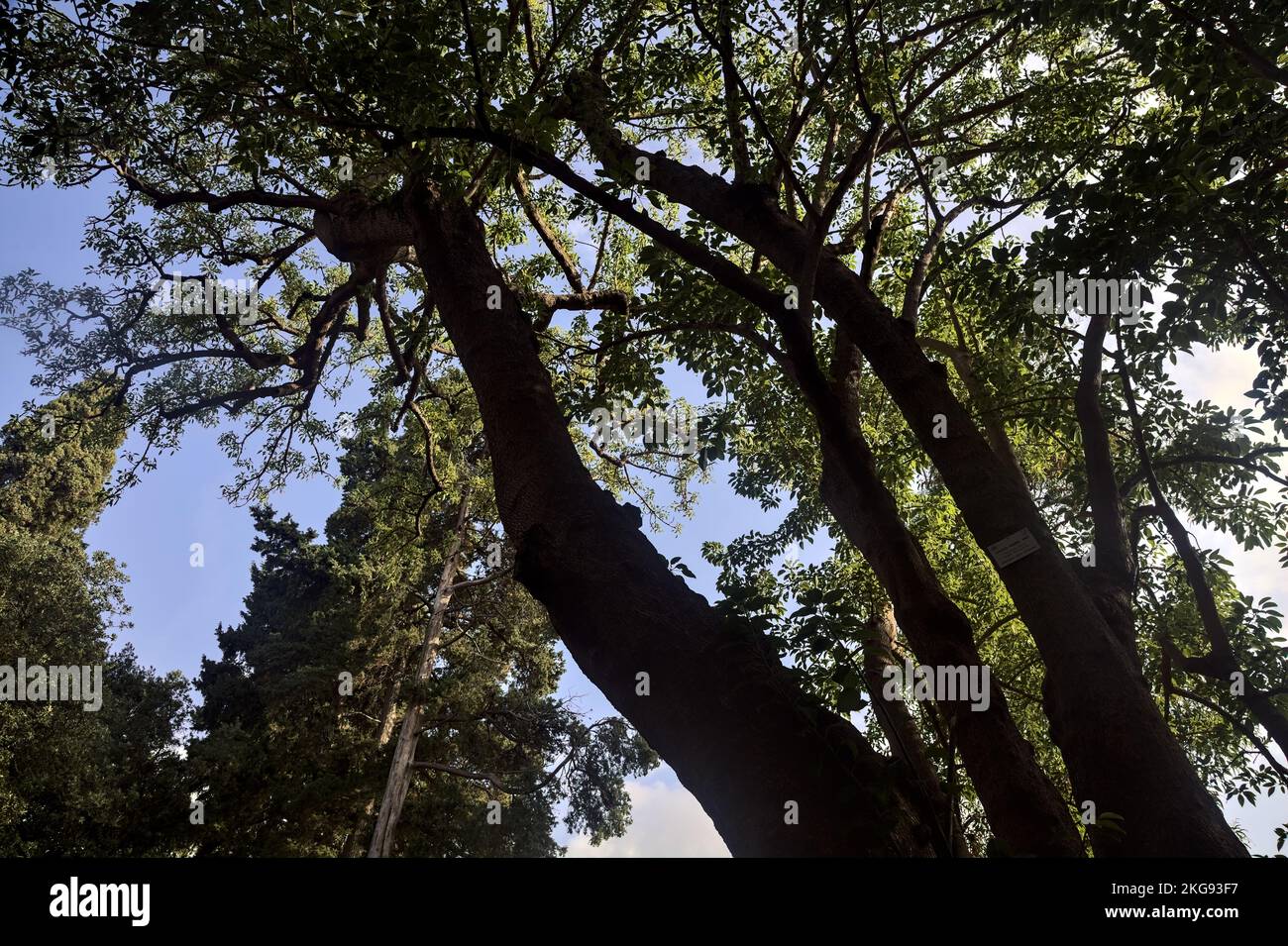 Tree and branches stretching above Stock Photo - Alamy