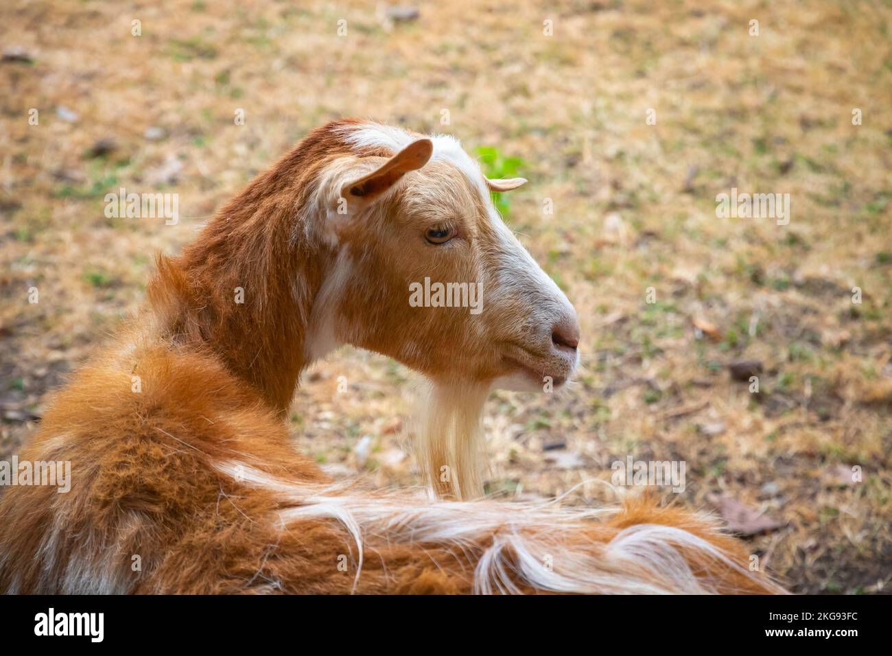 Close up of Golden Guernsey goat at Hackney city farm in London ...