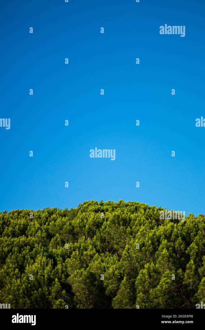 A vertical low angle shot of the top of a hill covered with green trees ...