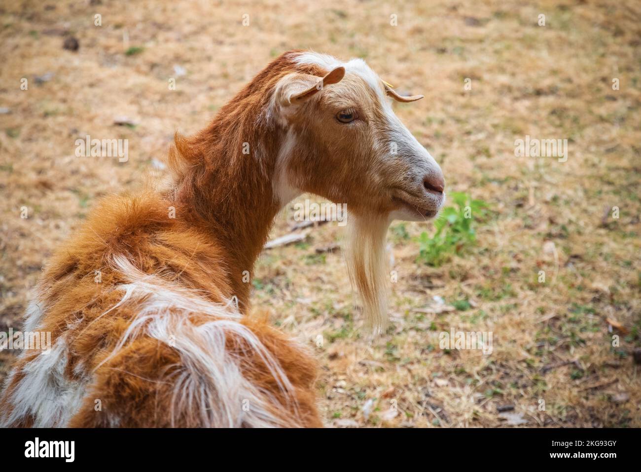 Hackney city farm goat hi-res stock photography and images - Alamy
