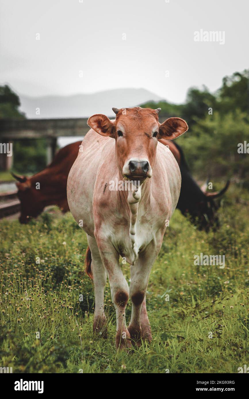 American brahman cattle hi-res stock photography and images - Alamy