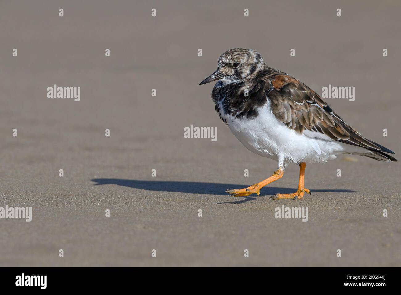 Turnstone, Ruddy Turnstone, Arenaria interpres Adult non breeding moult ...