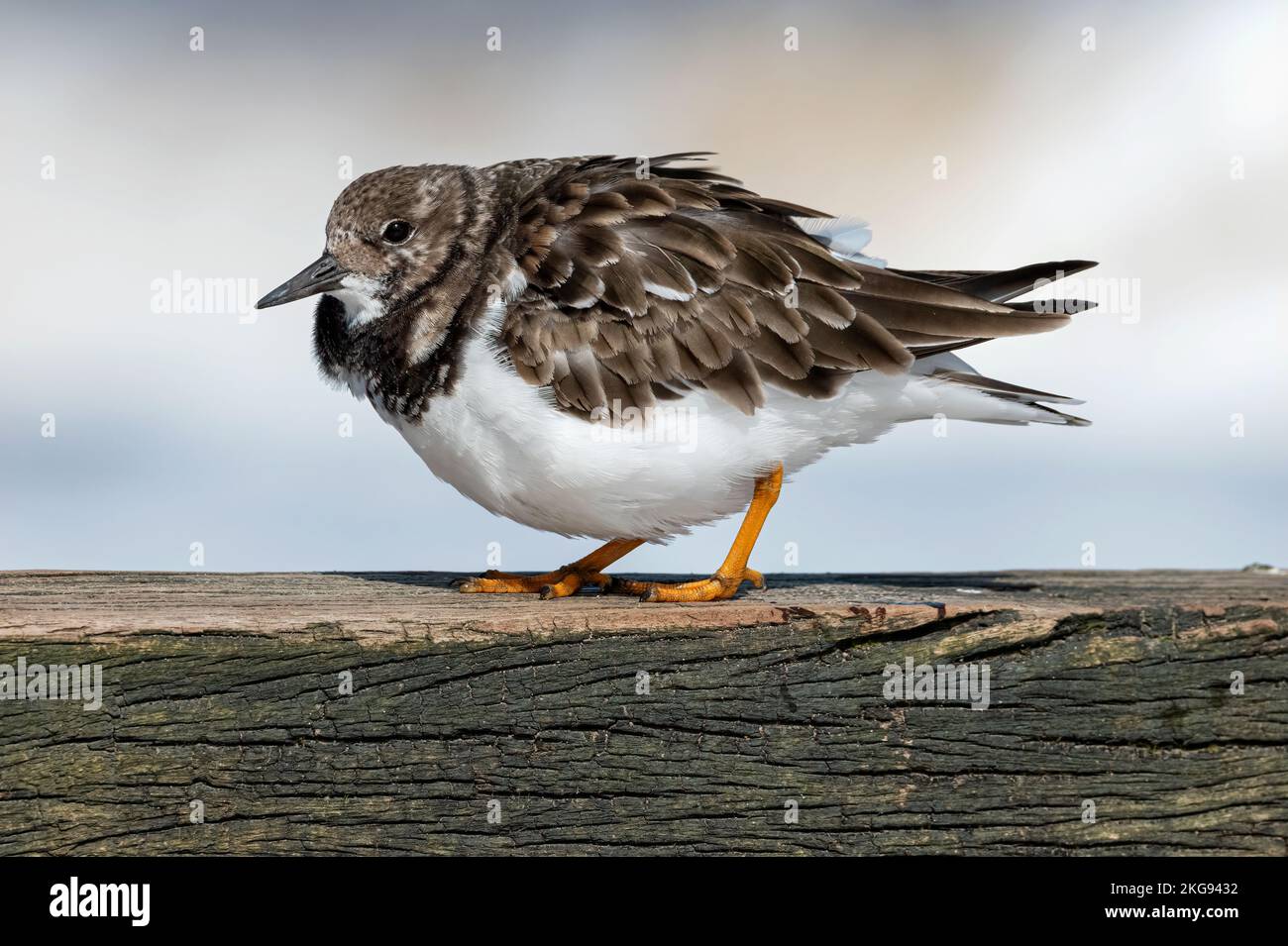 Turnstone, Ruddy Turnstone, Arenaria interpres Adult non breeding ...