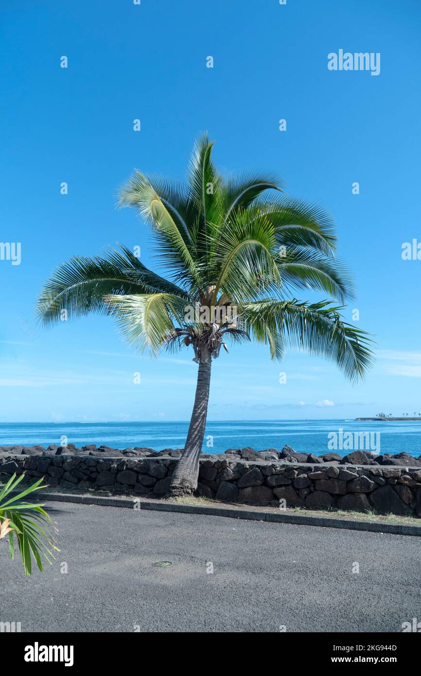 A tropical coconut tree growing near a road next to the ocean in Tahiti ...