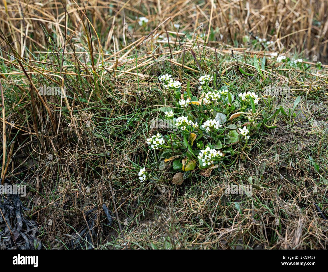 Cochlearia Angelica, English scurvygrass Stock Photo - Alamy