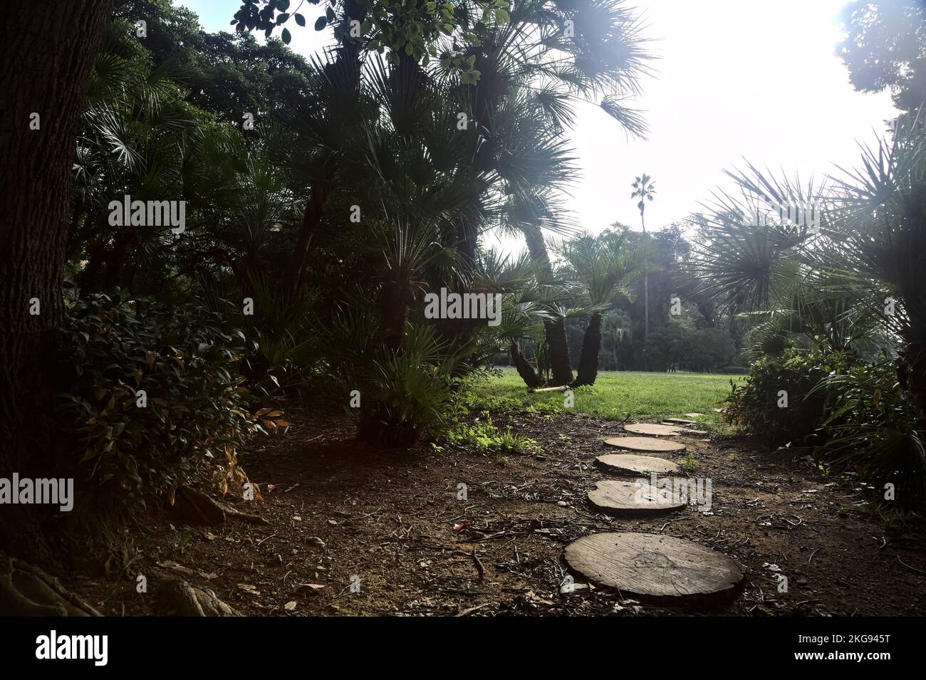 Path made with wooden steps in an opening among trees in a park Stock ...