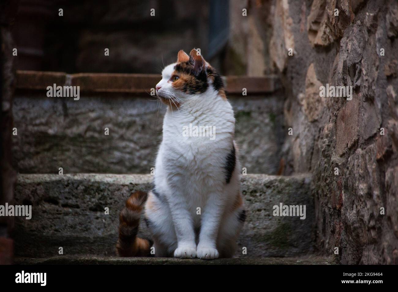 A black and red spotted cat resting on stone staircase outdoors Stock ...