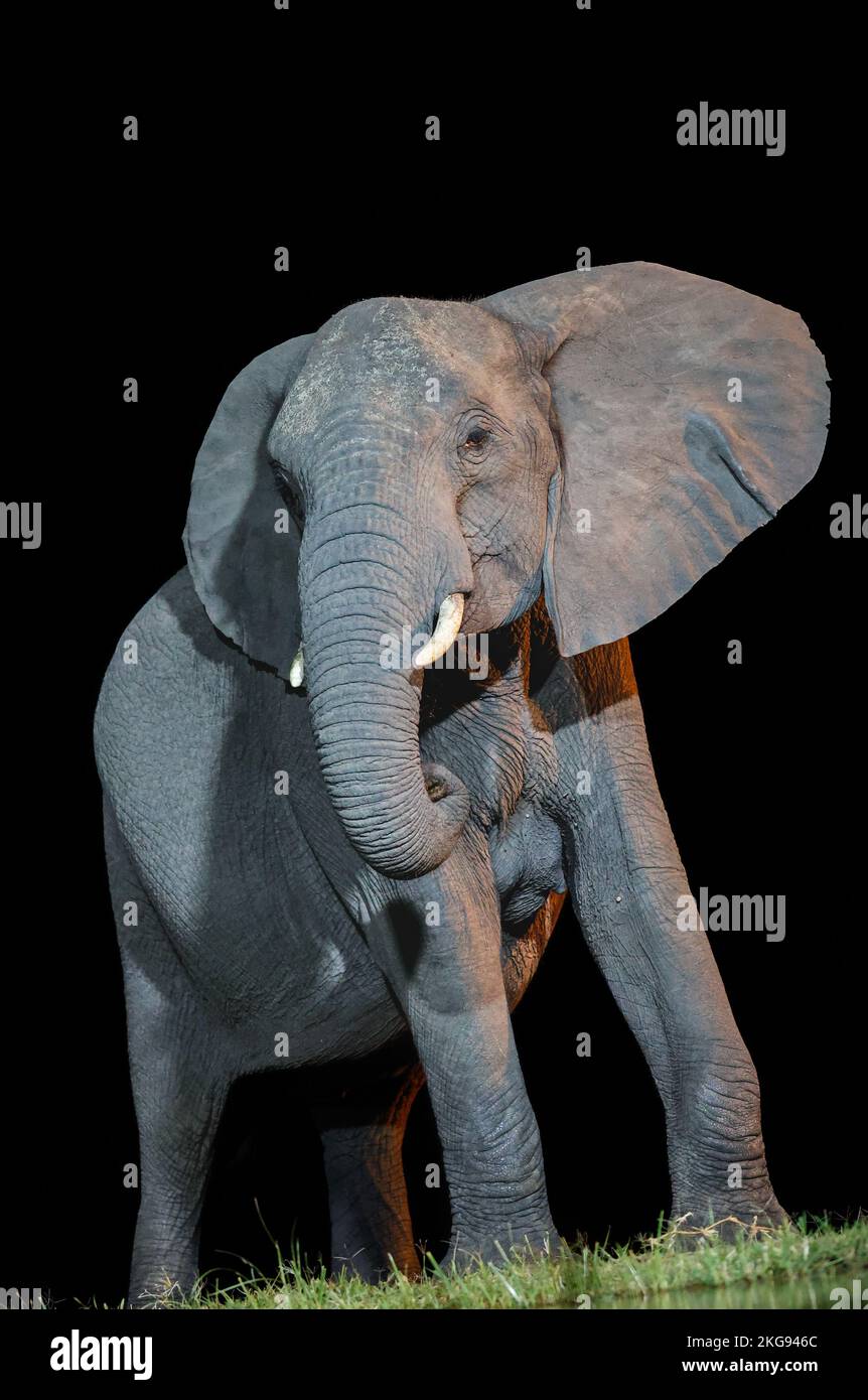 A vertical shot of an African bush elephant (Loxodonta africana ...