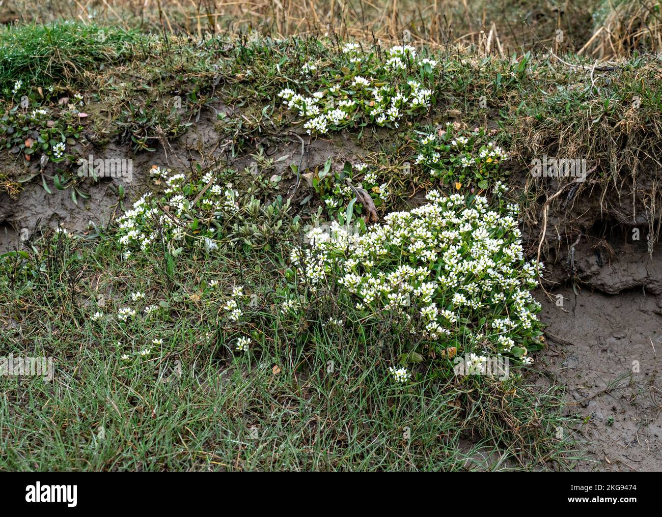 Cochlearia Angelica, English scurvygrass Stock Photo - Alamy