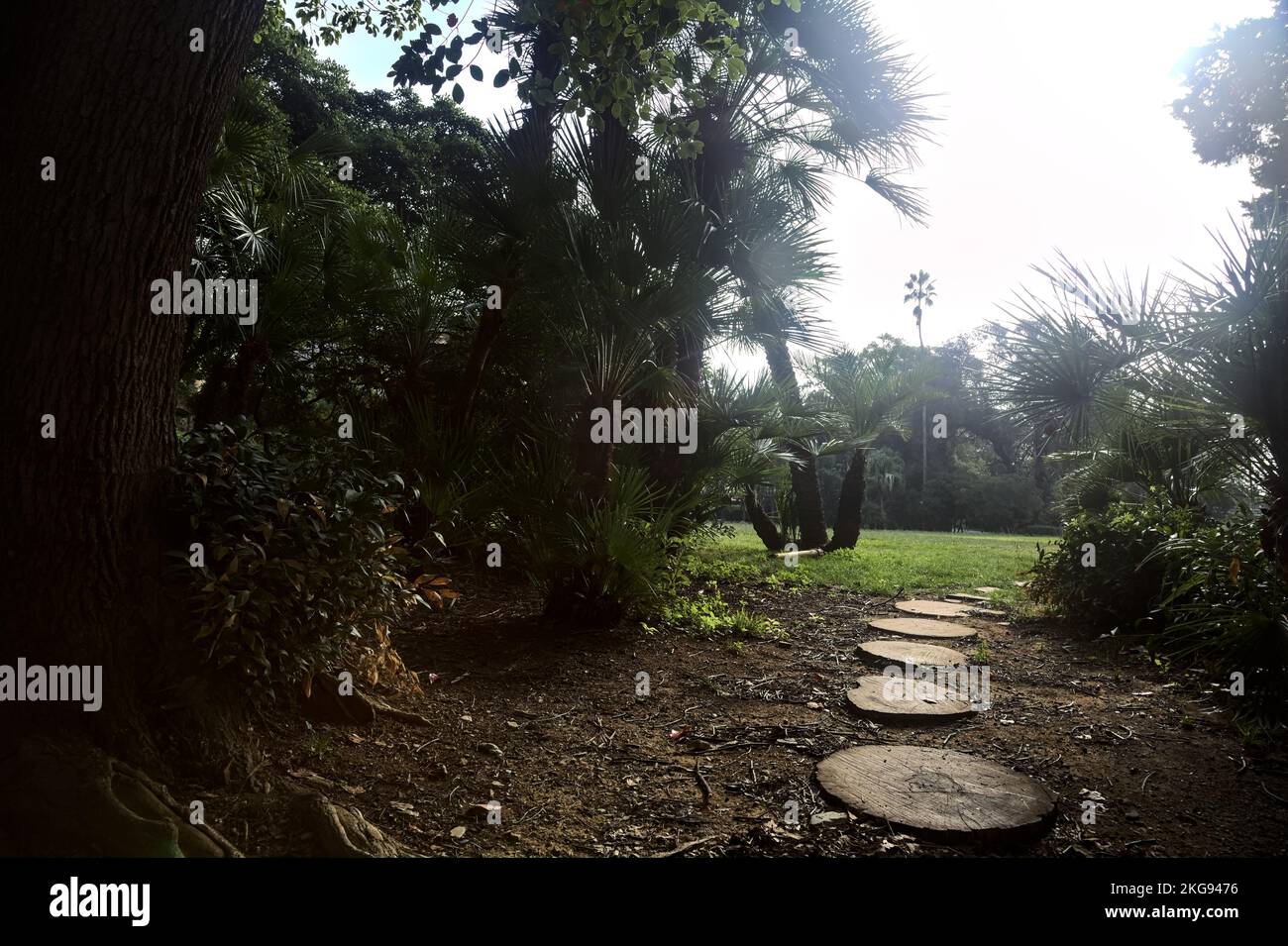 Path made with wooden steps in an opening among trees in a park Stock ...