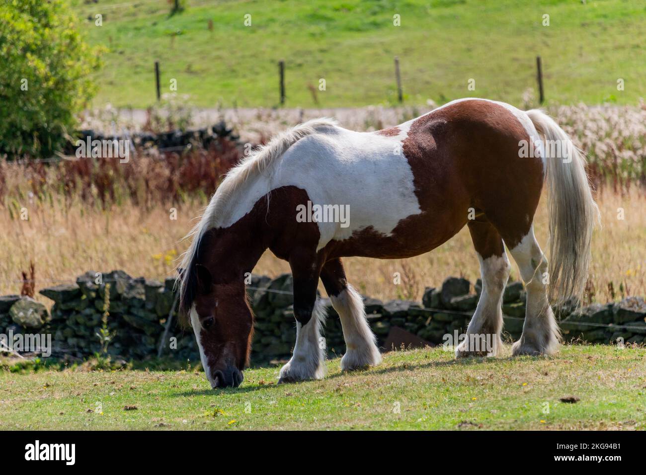 A traditional gypsy cob grazing in the green field Stock Photo - Alamy